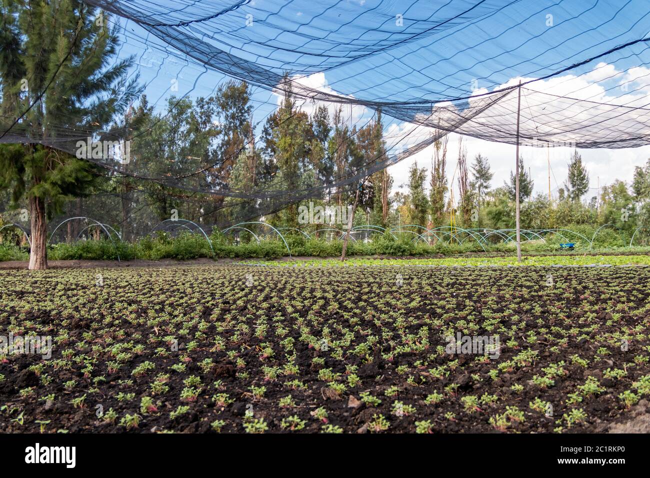 Natural organic vegetables grown in nourished soil. Agricultural plant ...