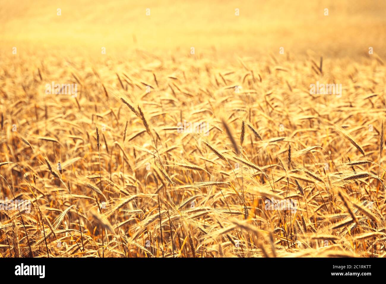 Sunny golden wheat field countryside Stock Photo - Alamy