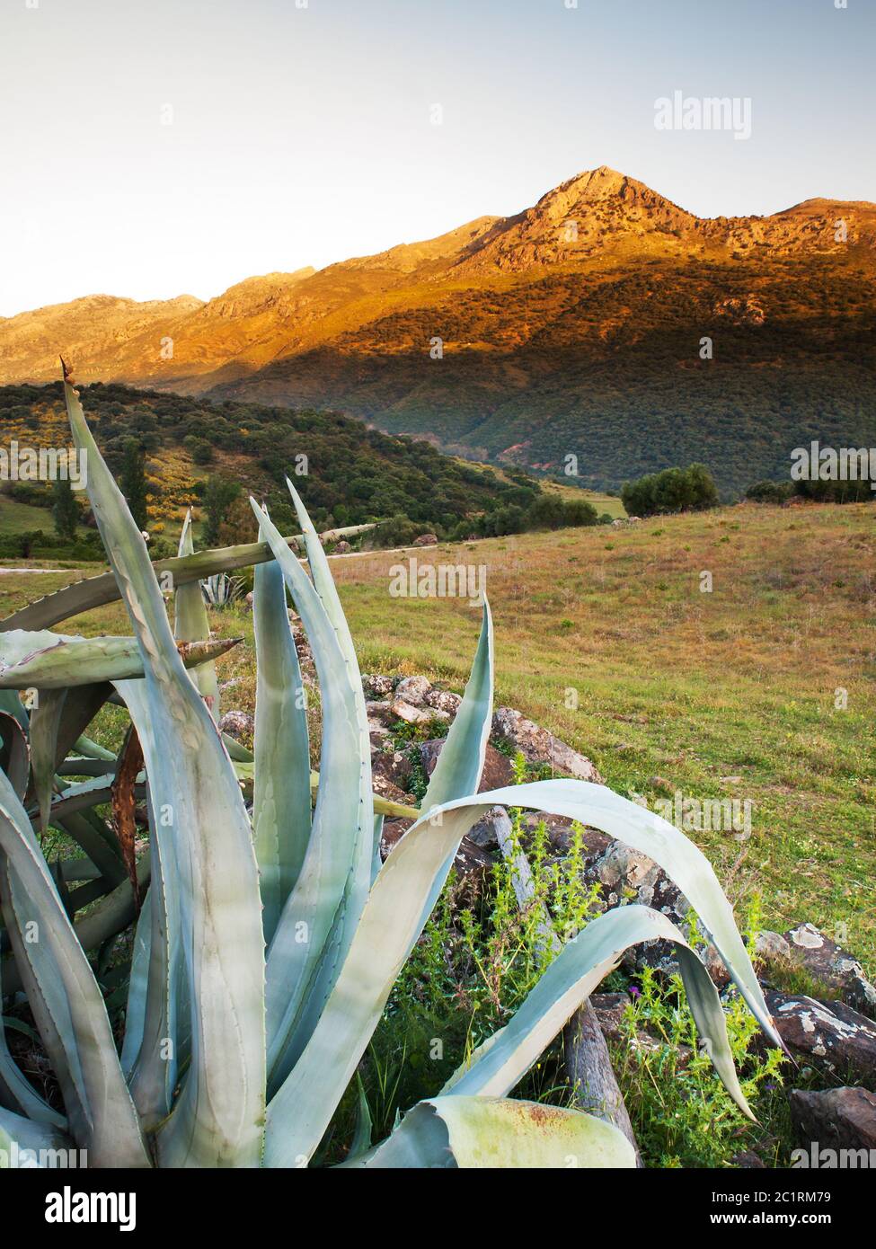 Agave spain hi-res stock photography and images - Alamy
