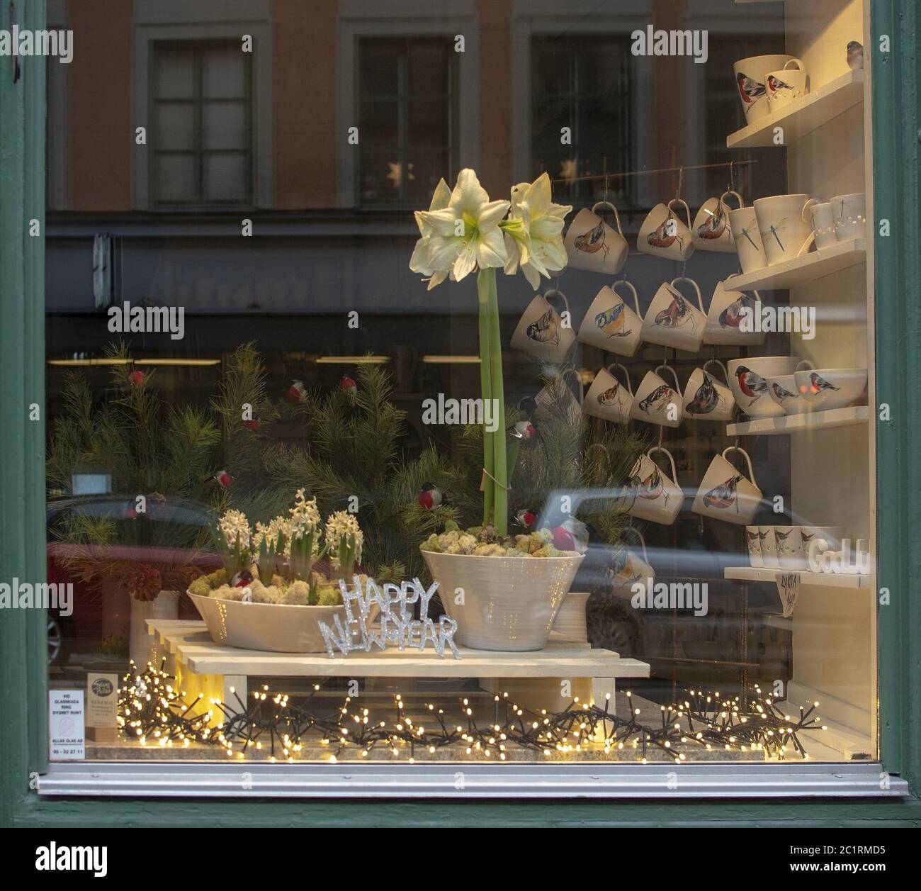 White amaryllis flower window display in a small shop on ...