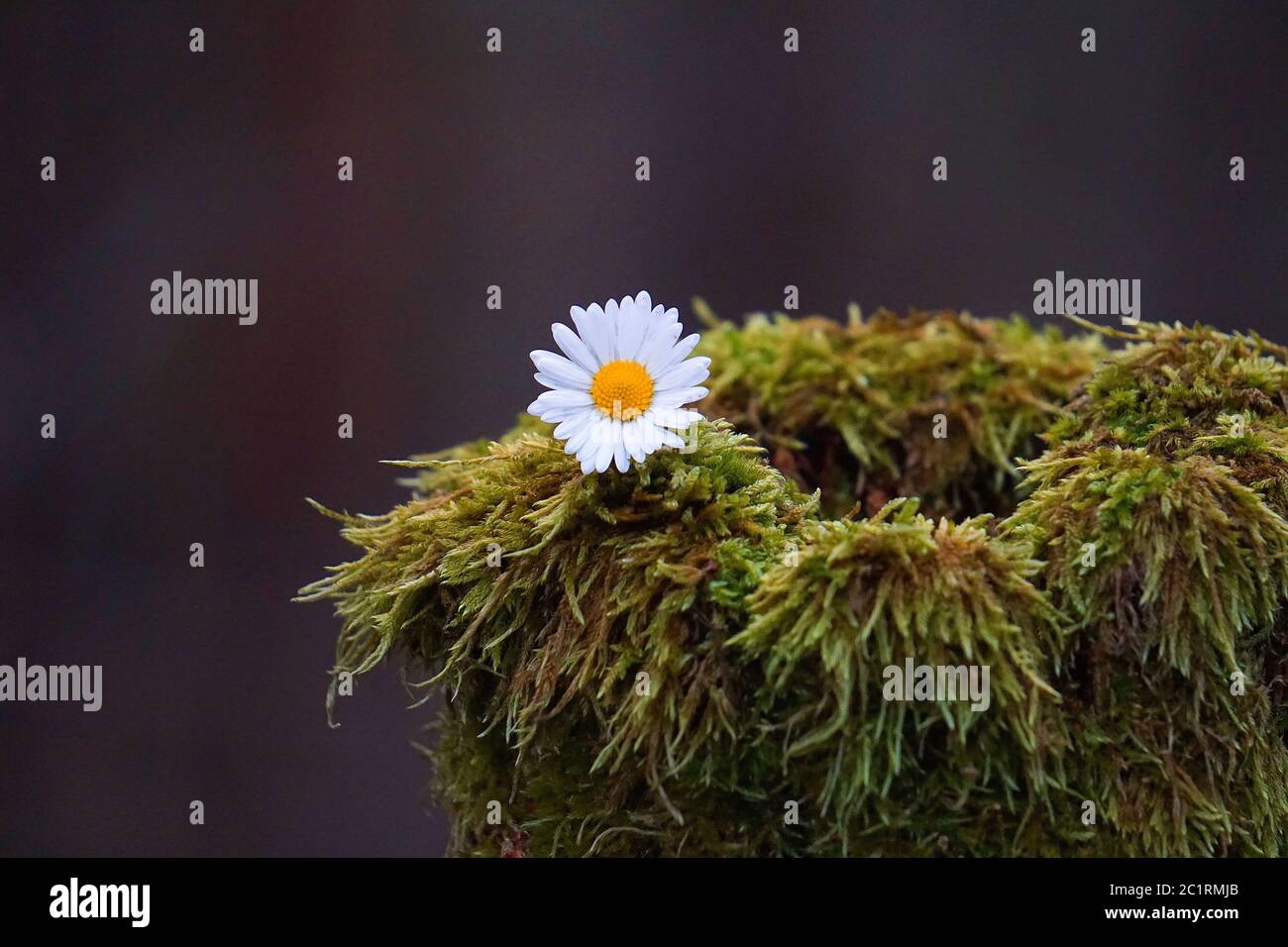 daisy flower plant petals Stock Photo - Alamy