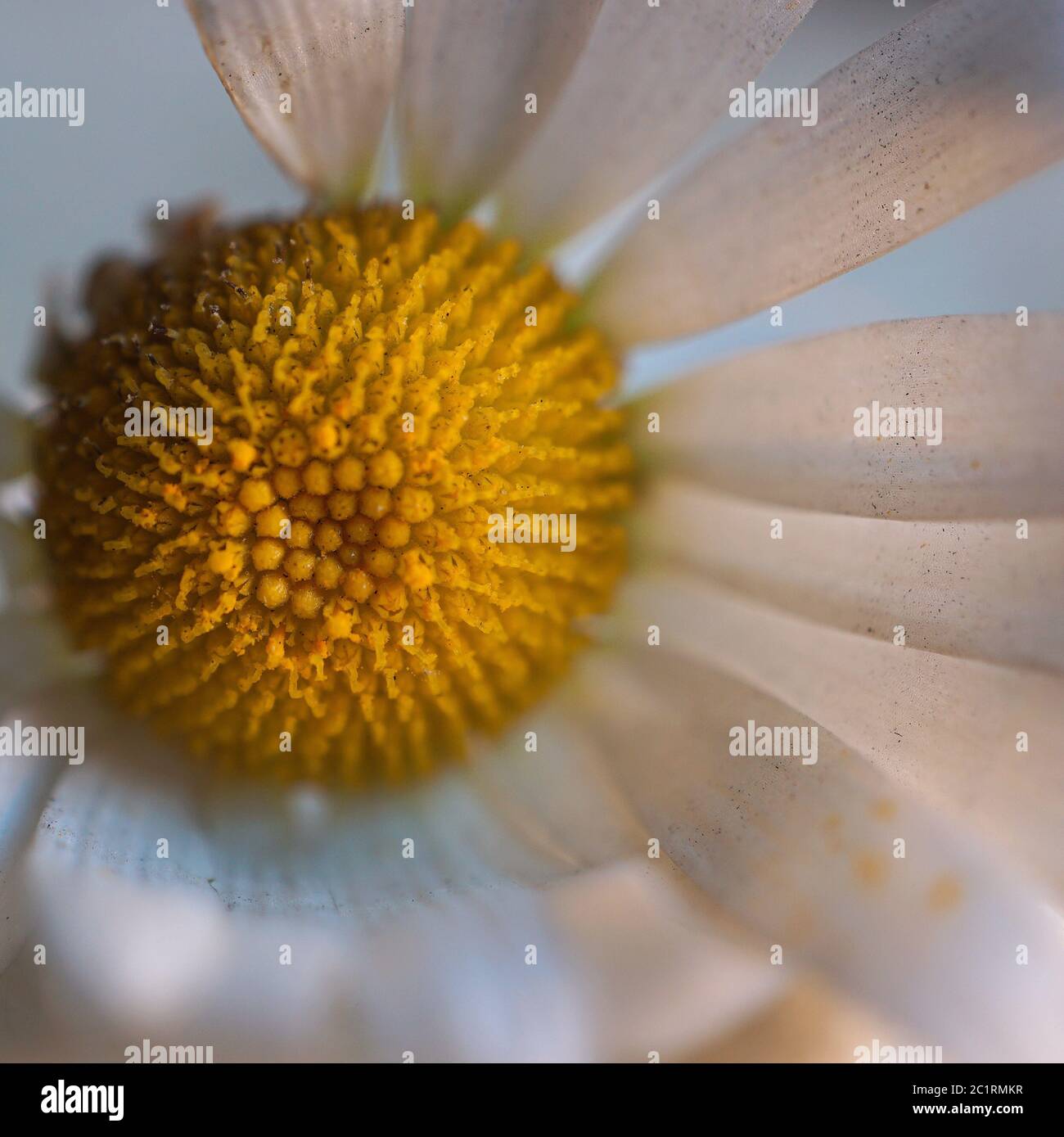 daisy flower plant petals Stock Photo - Alamy