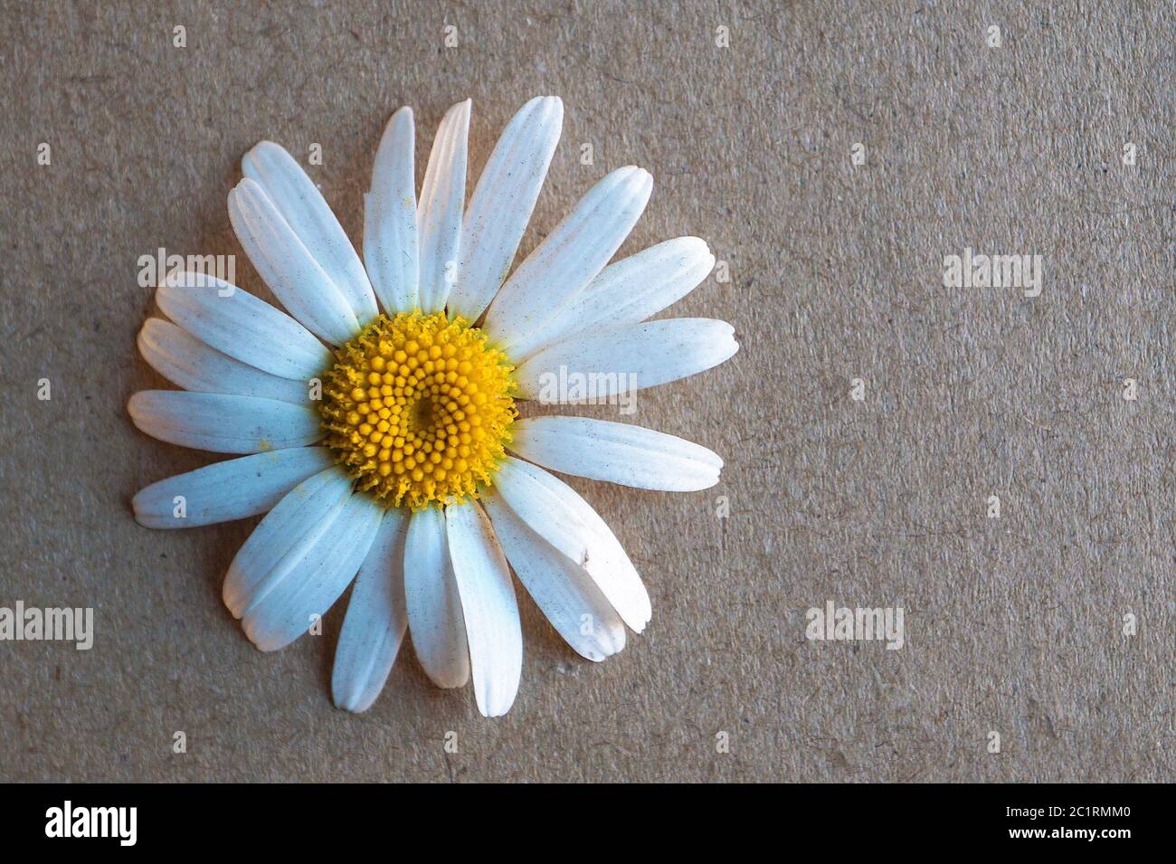 daisy flower plant petals Stock Photo - Alamy