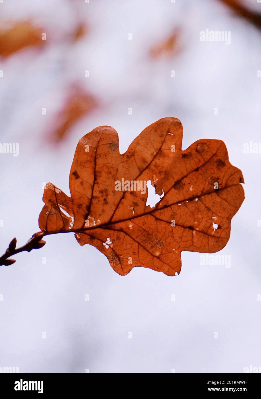 brown tree leaves texture Stock Photo - Alamy