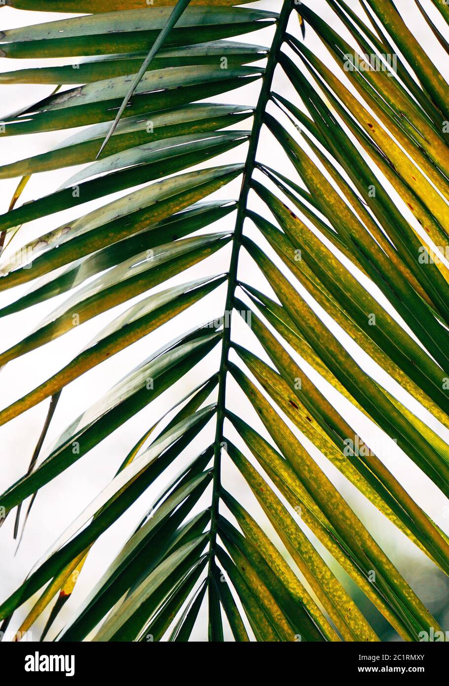 Green tree texture hi-res stock photography and images - Alamy