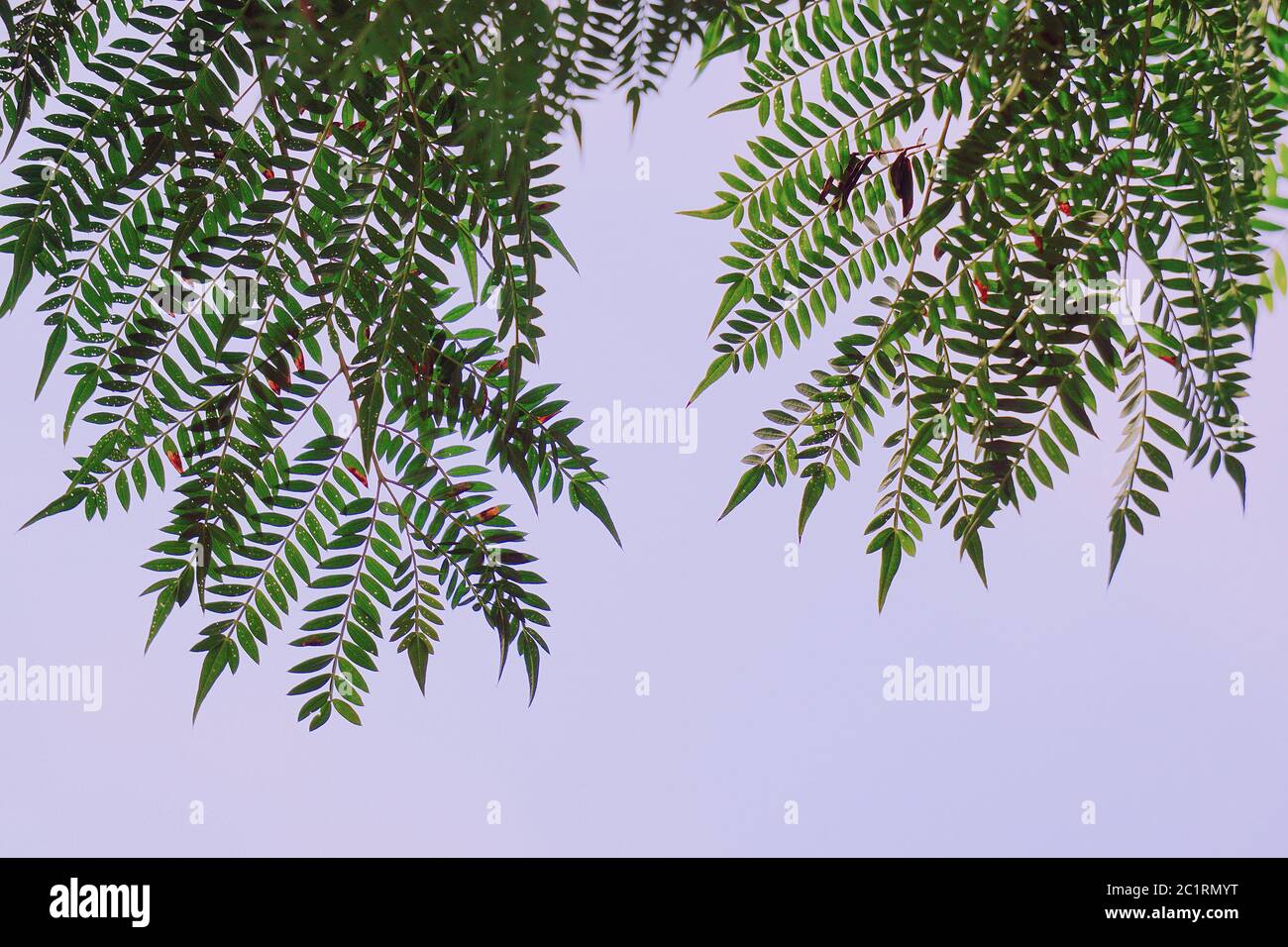 green tree leaves texture Stock Photo - Alamy