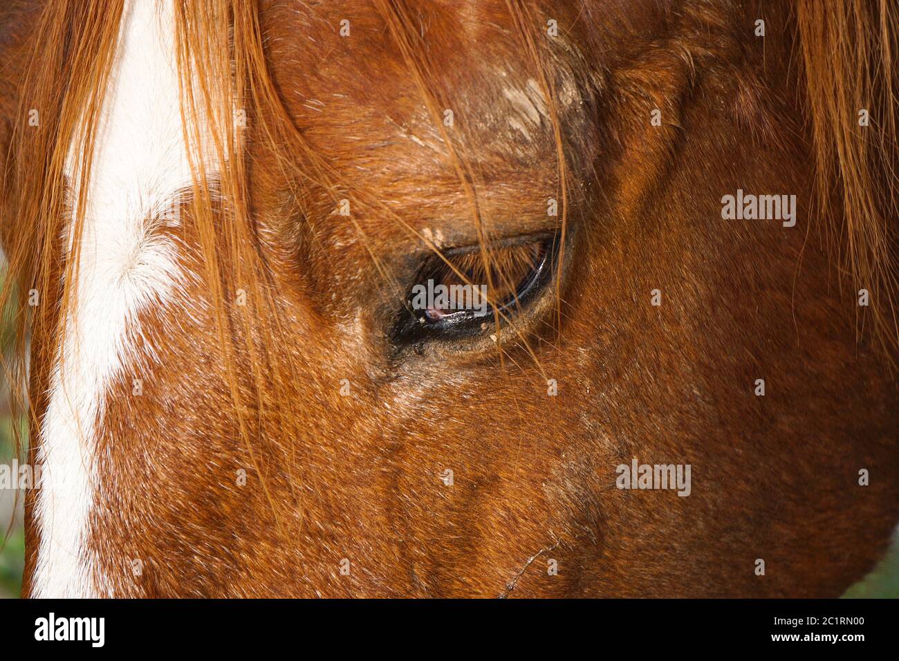 brown horse portrait Stock Photo - Alamy