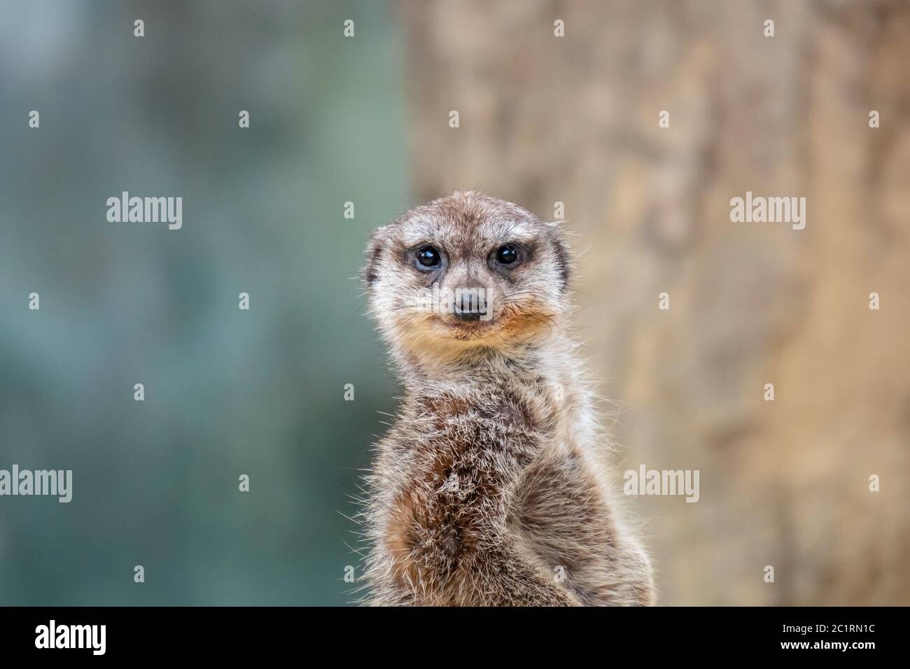 funny ground squirrel Stock Photo - Alamy