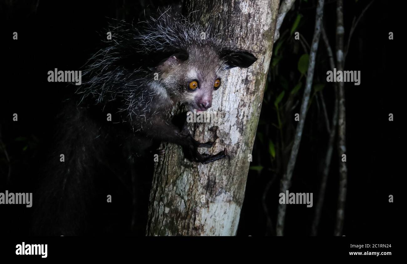 Night portrait of Daubentonia madagascariensis aka Aye-Aye lemur ...