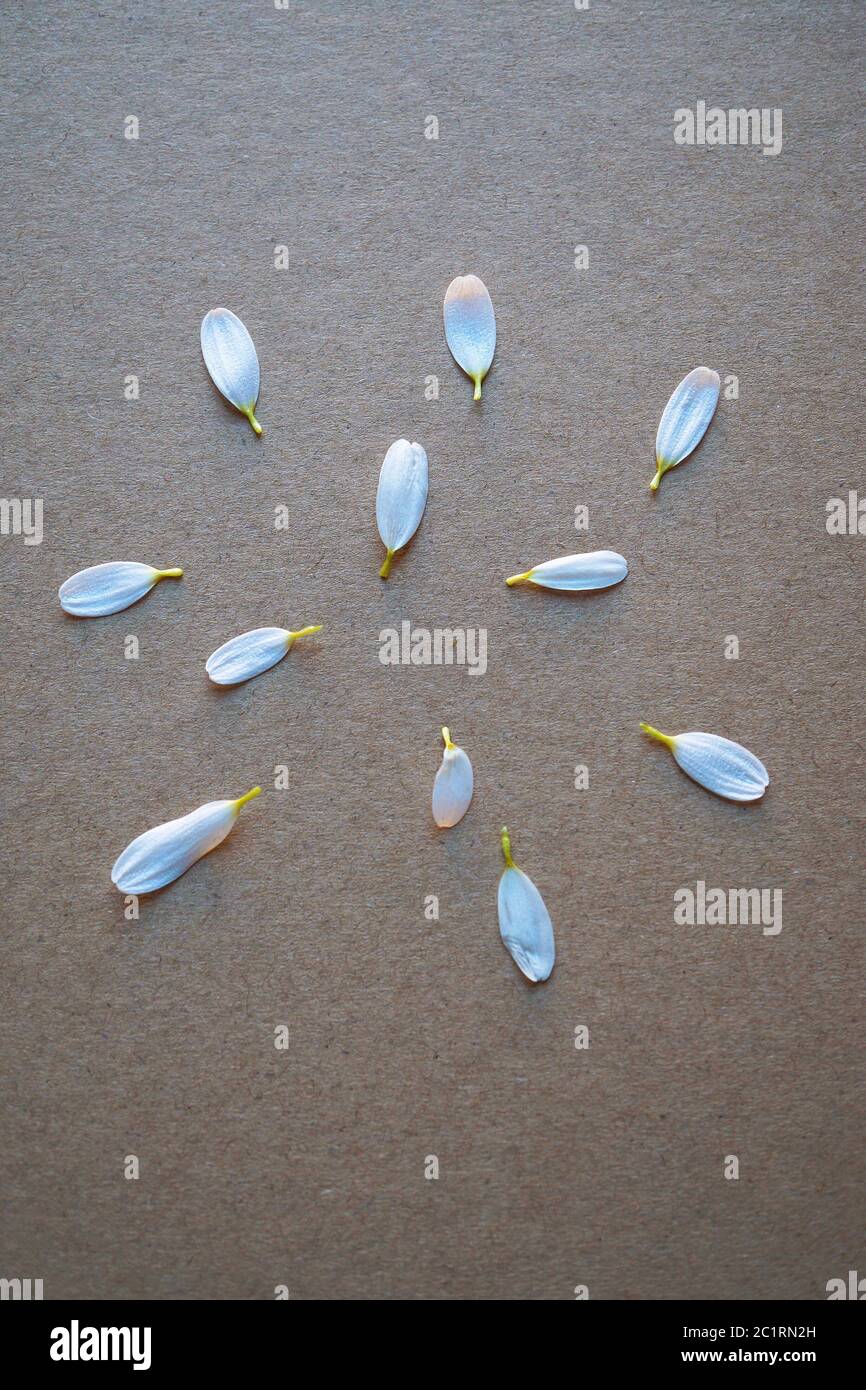 daisy flower plant petals Stock Photo - Alamy