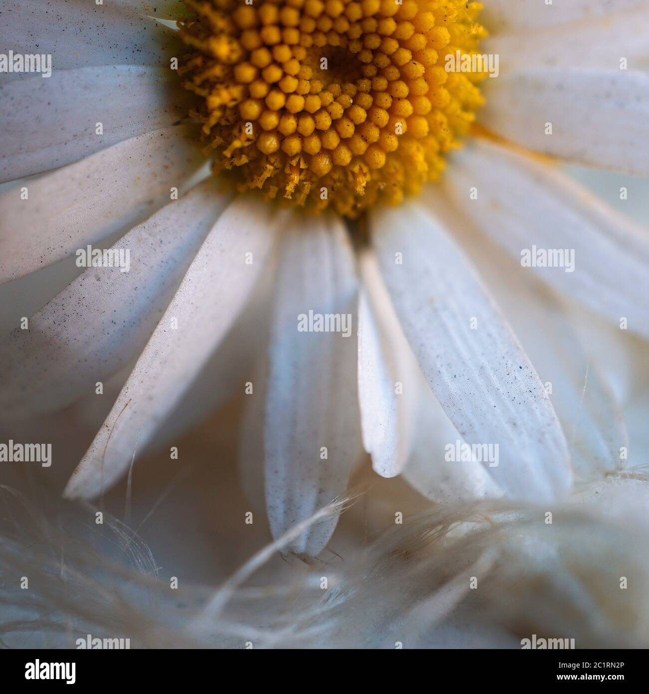 daisy flower plant petals Stock Photo - Alamy