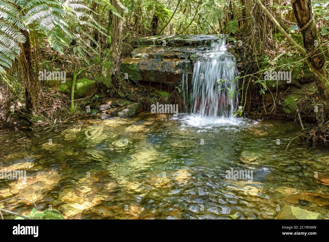 Clear river in forest hi-res stock photography and images - Alamy