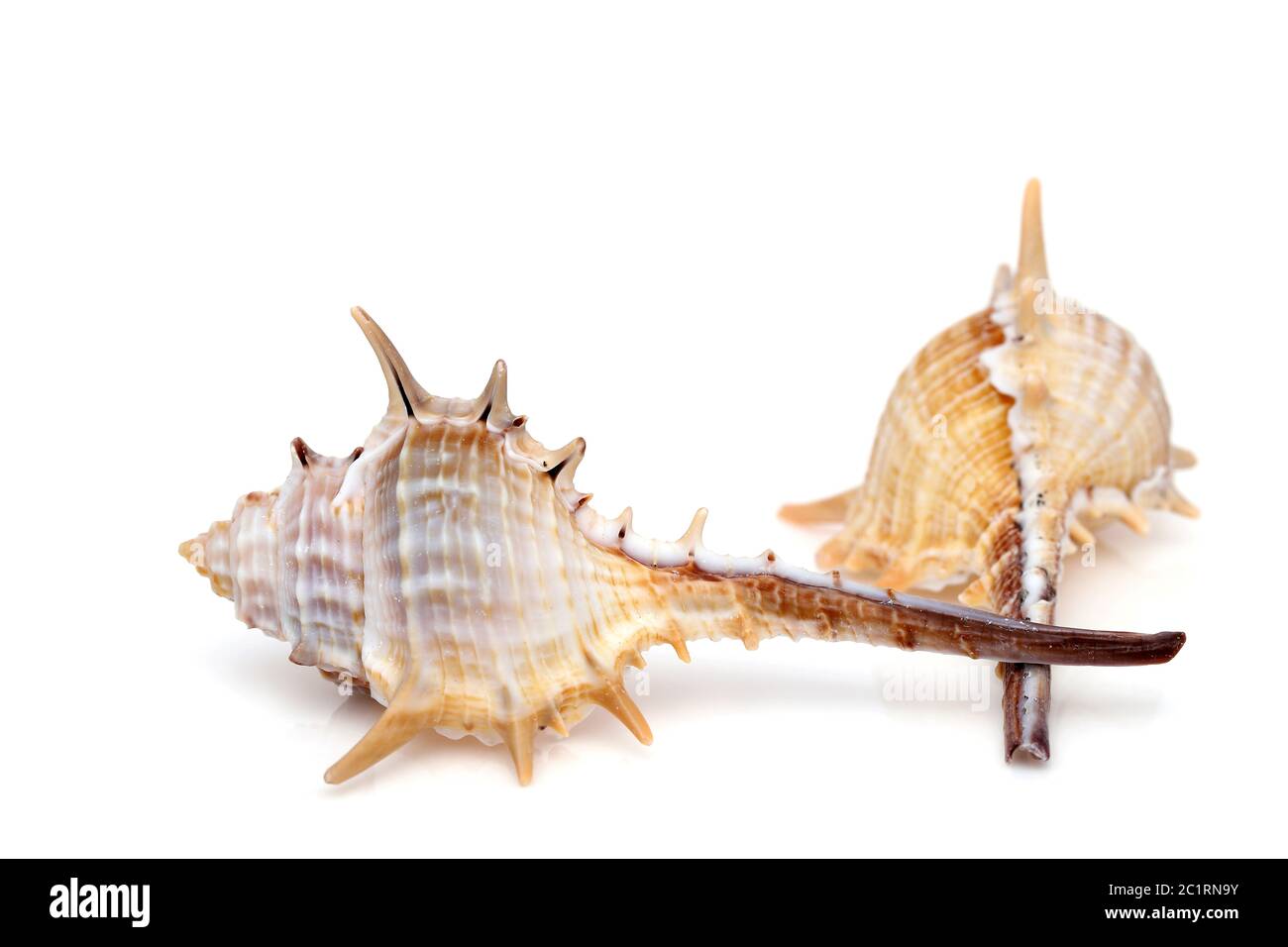 Spiny shell hi-res stock photography and images - Alamy