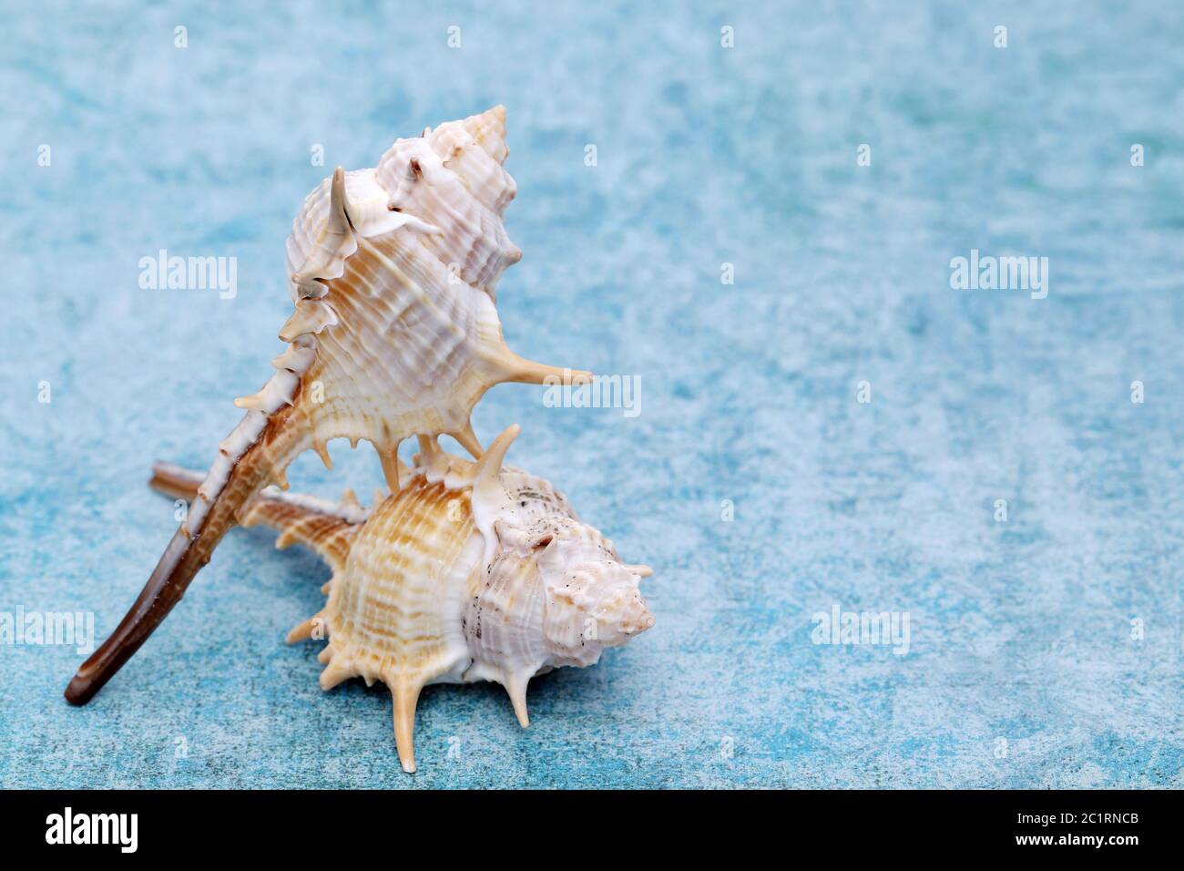 close up of spiny seashell on a white background Stock Photo - Alamy
