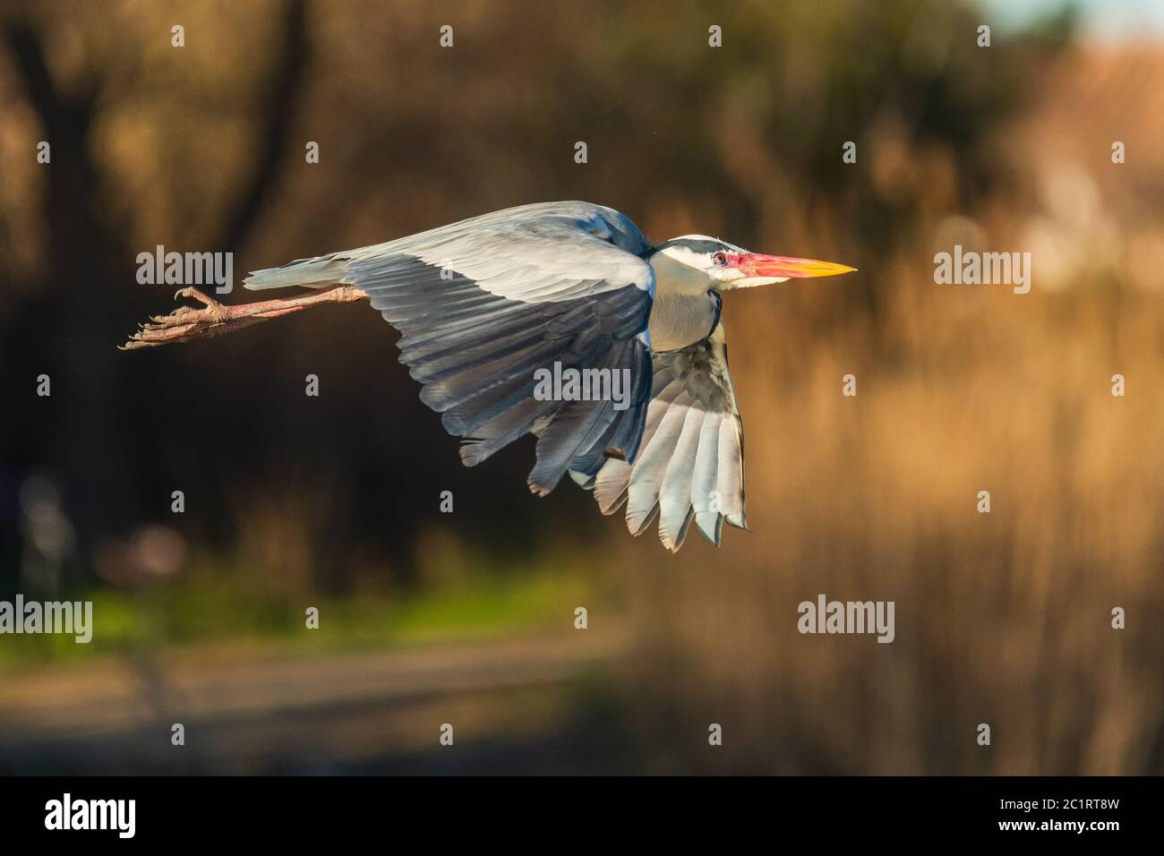 Flight en hi-res stock photography and images - Alamy