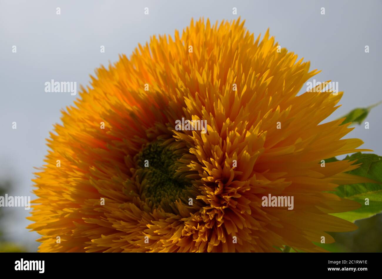 sunflower in the garden Stock Photo - Alamy