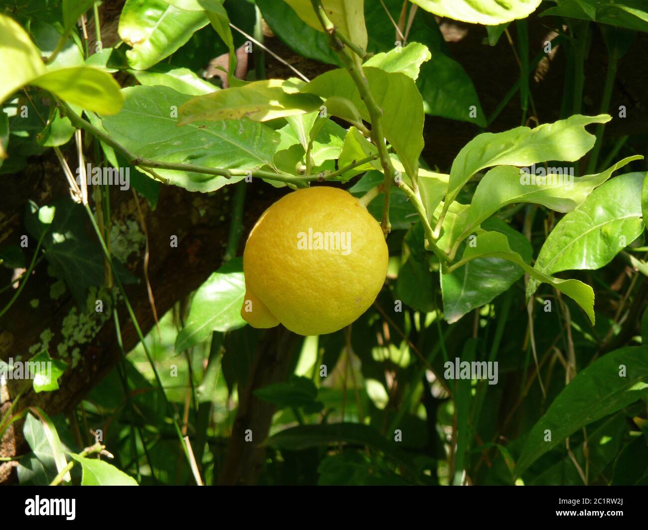 Lemon nature hi-res stock photography and images - Alamy