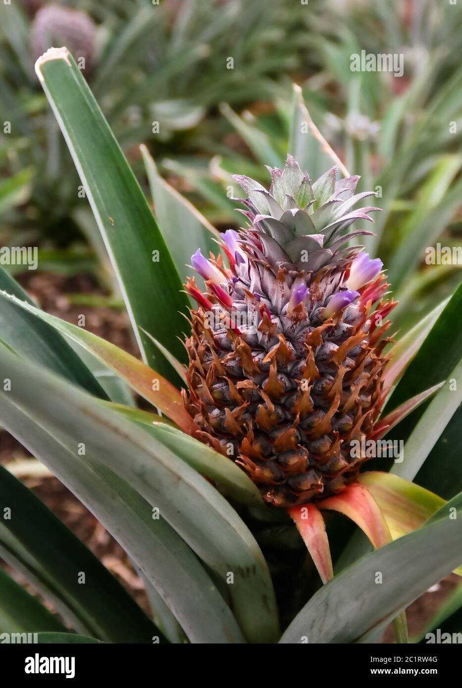 Azores pineapple plantation hi-res stock photography and images - Alamy