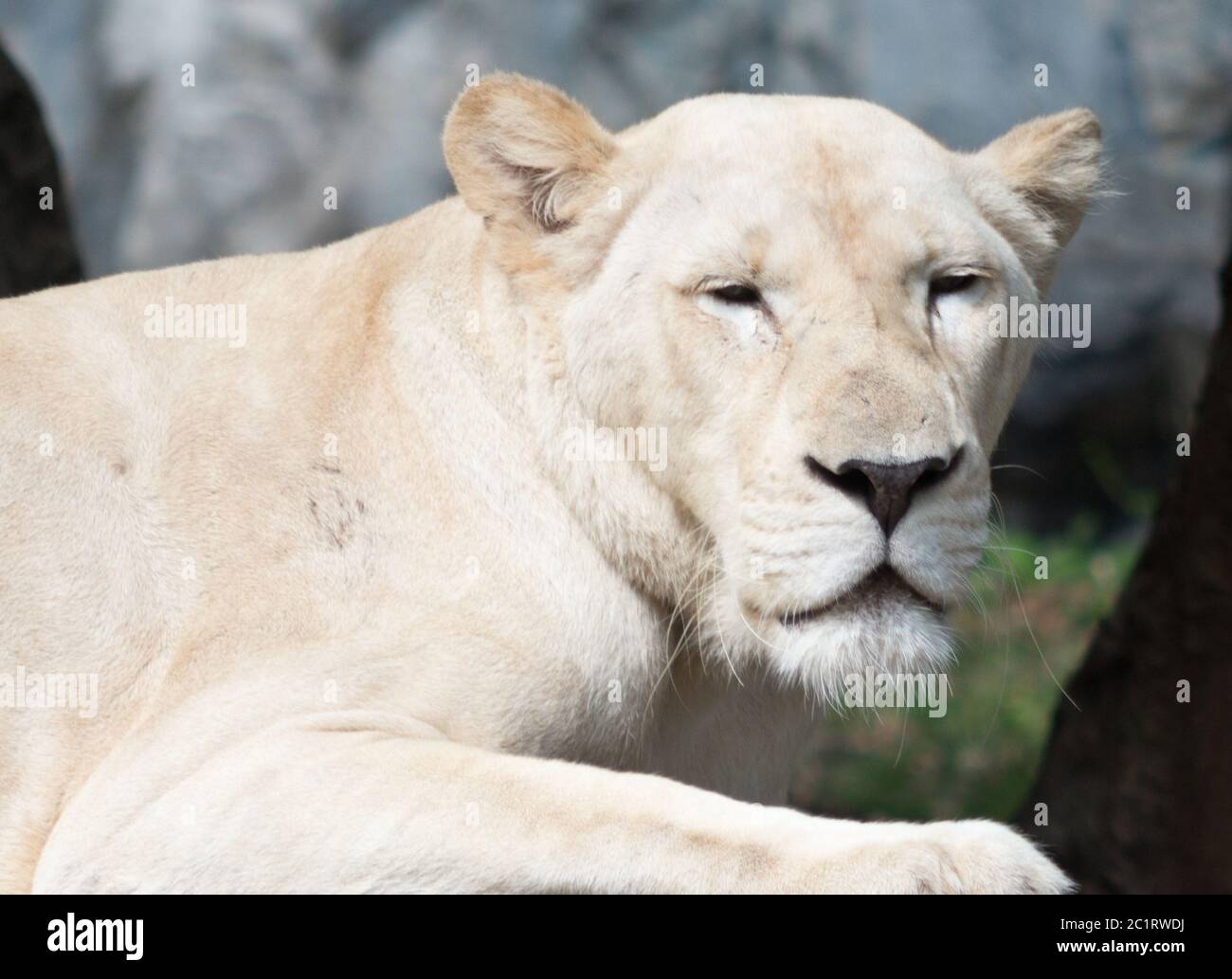 White lion with blue eyes hi-res stock photography and images - Alamy