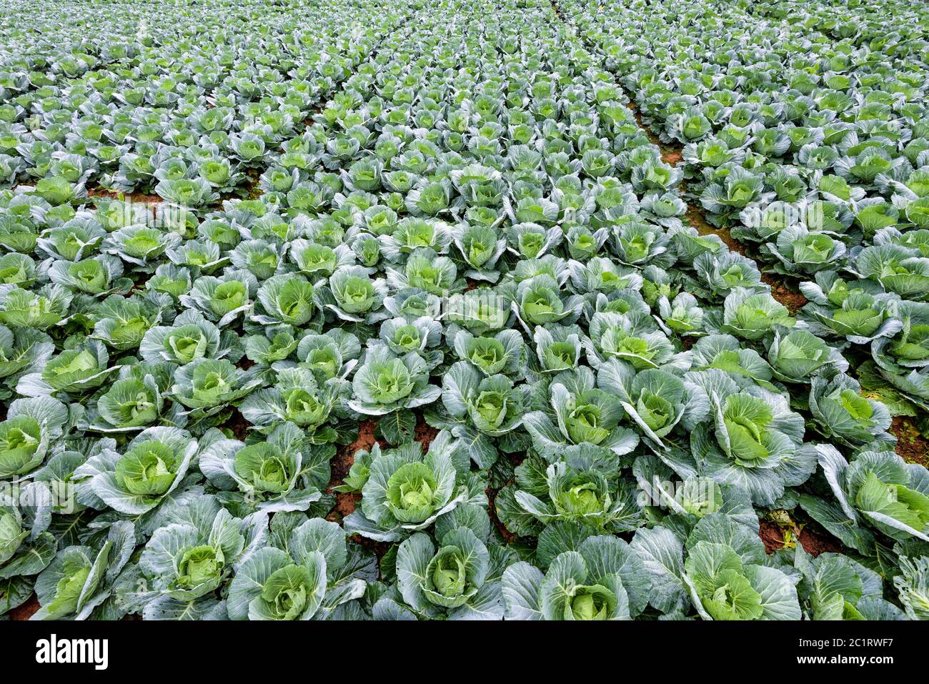 Cabbage rows in cultivation plot Stock Photo - Alamy