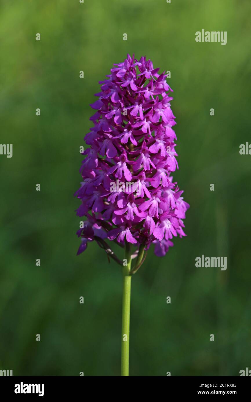 Pyramidsdog root hi-res stock photography and images - Alamy