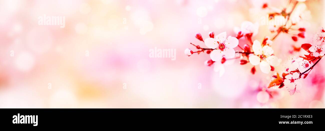 Spring bokeh background hi-res stock photography and images - Alamy