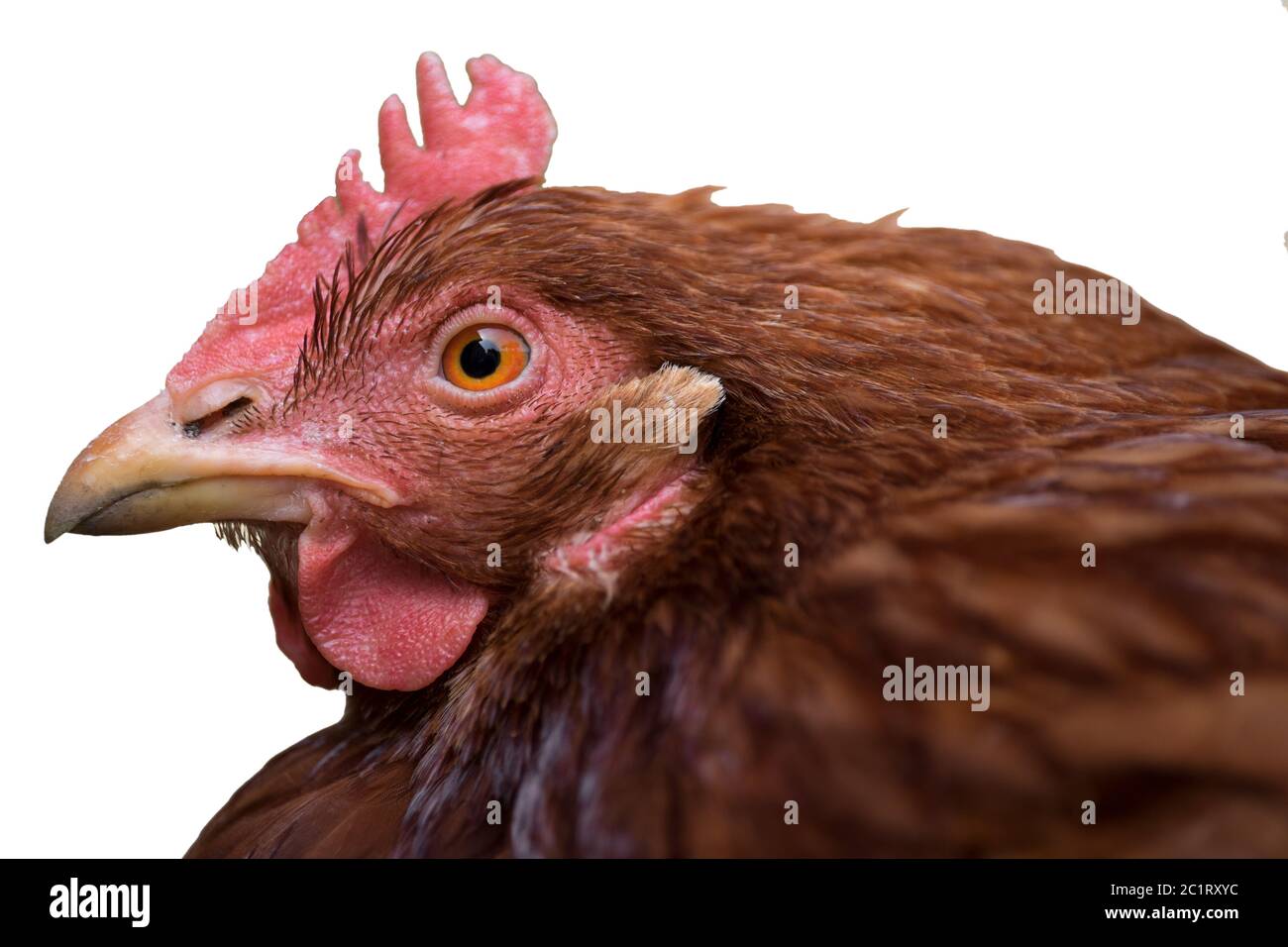 Close-up of a rooster. Side view of the head with sharp eye. Isolated ...