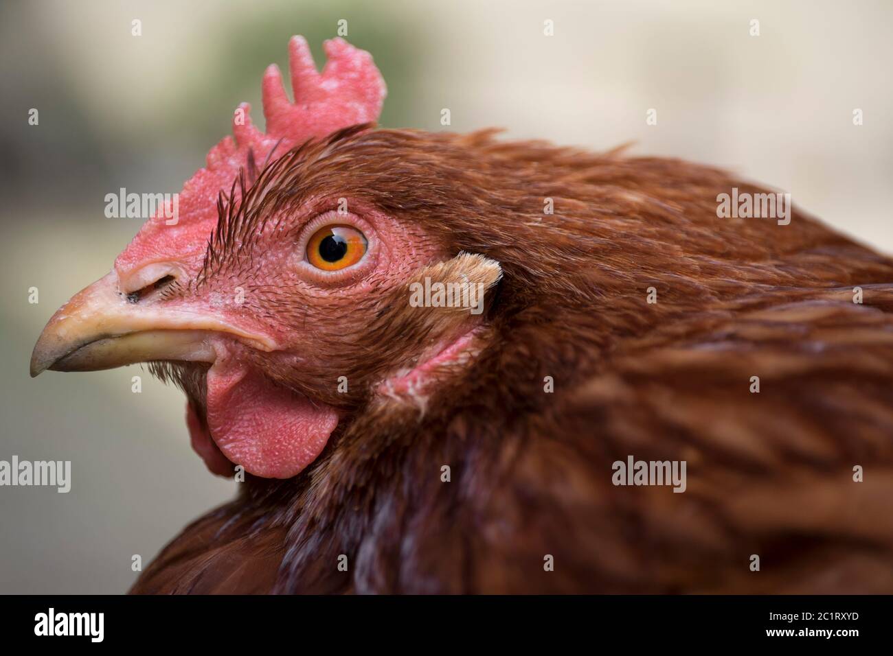 Close-up of a rooster. Side view of the head with sharp eye Stock Photo ...