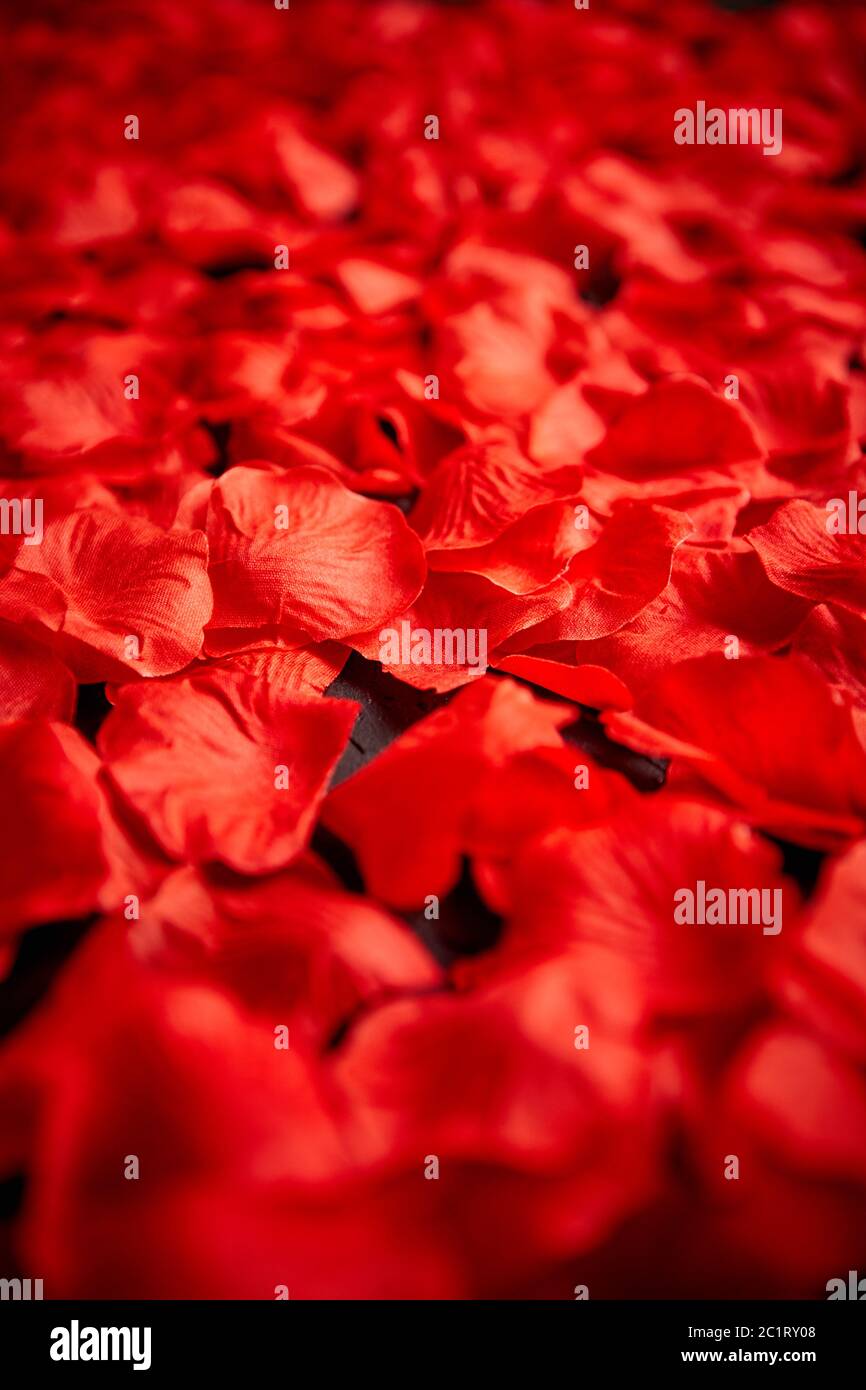 Background of beautiful red rose petals. Top view Stock Photo - Alamy