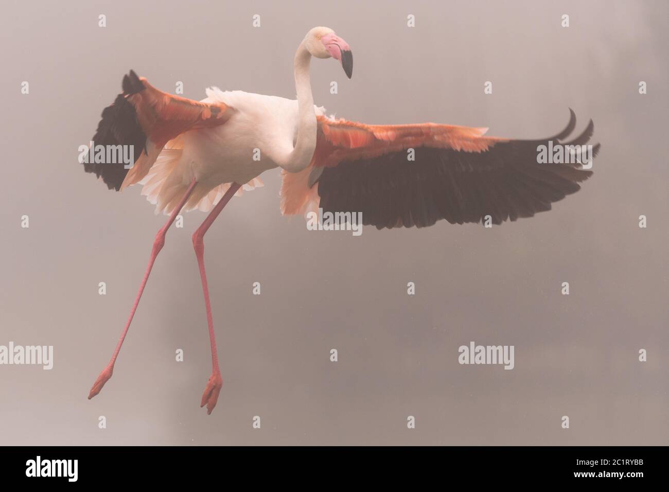 Close-up of a Greater Flamingo in flight Stock Photo - Alamy