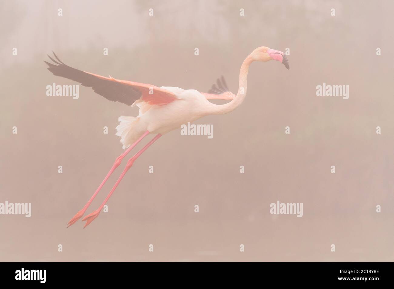Close-up of a Greater Flamingo in flight Stock Photo - Alamy
