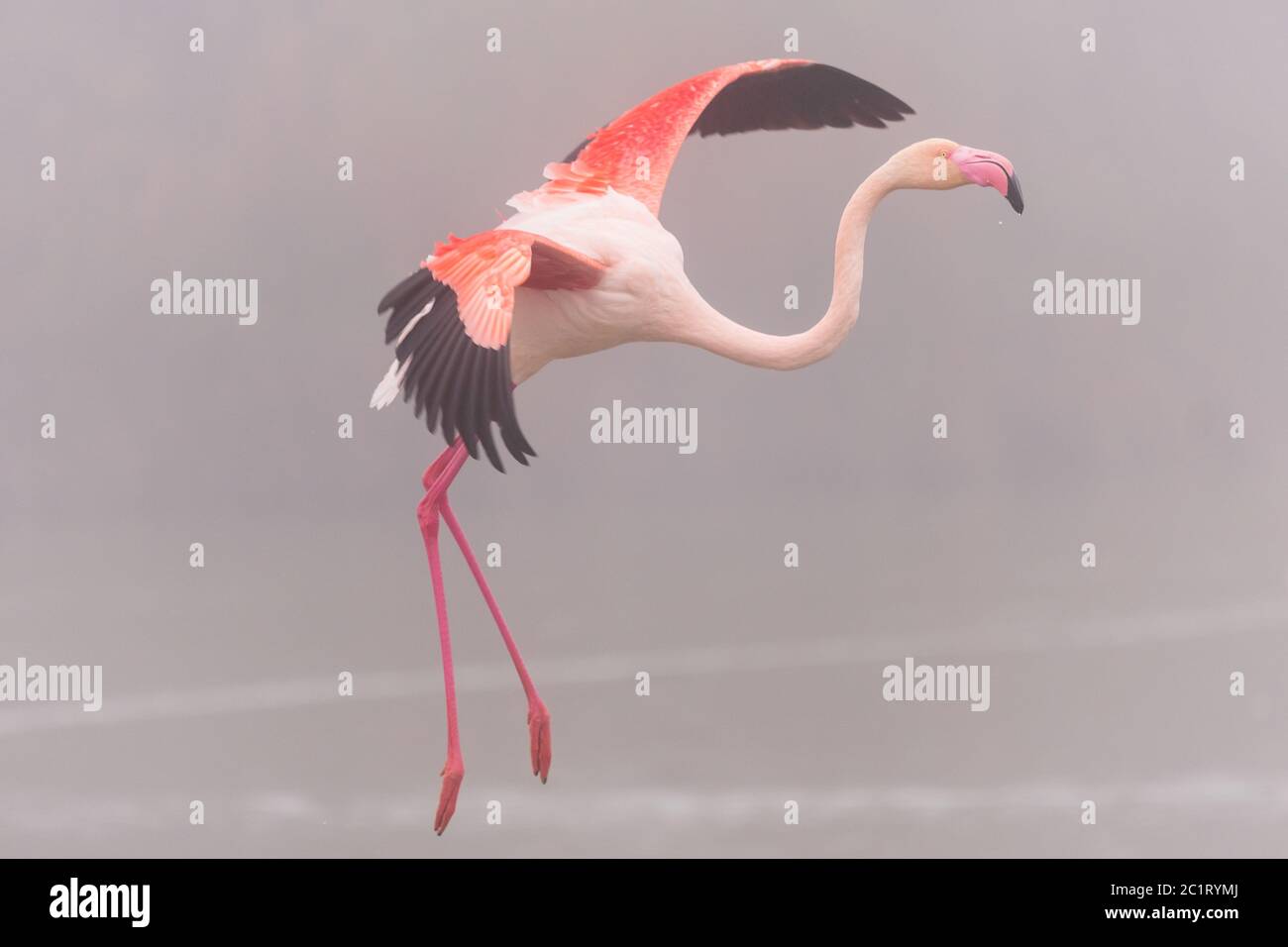 Landing flamingo in camargue hi-res stock photography and images - Alamy