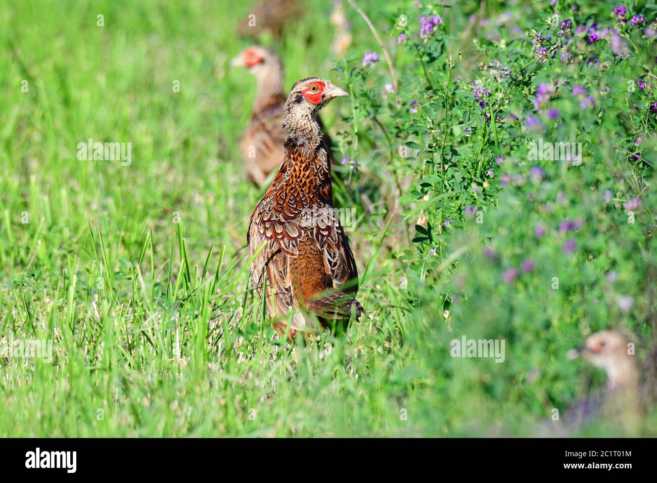 Young Common pheasant on a meadow in autumn,Background, color Stock ...