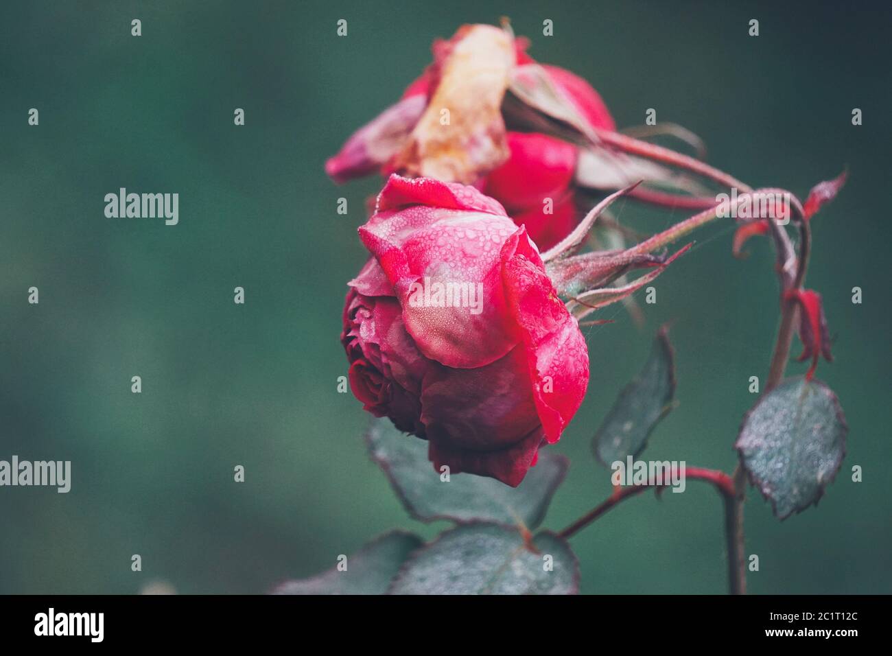 red rose flower plant Stock Photo - Alamy