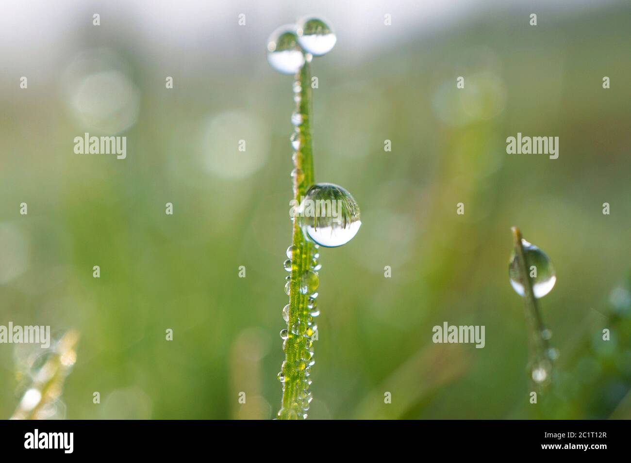 Gree plant hi-res stock photography and images - Alamy
