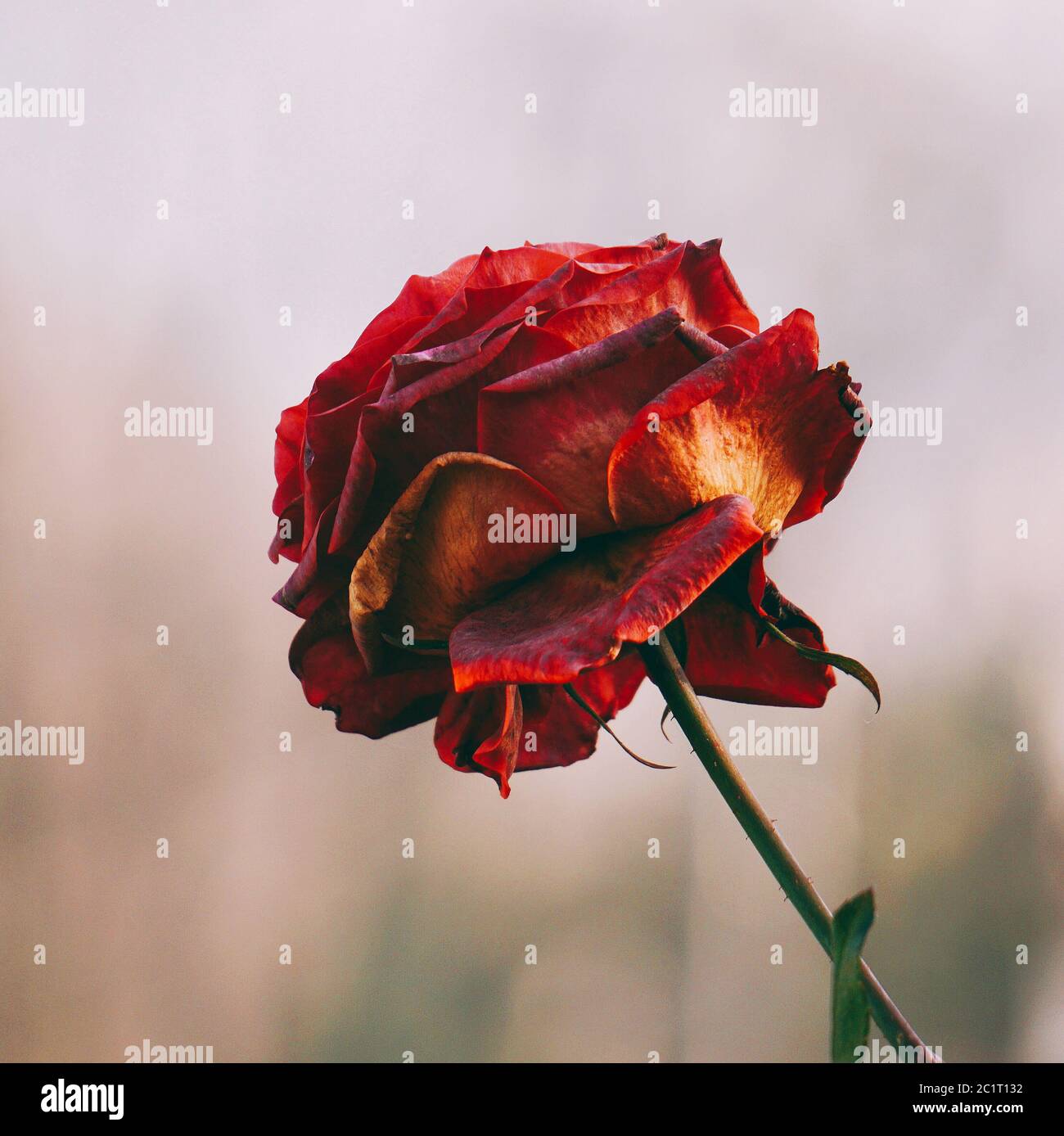 red rose flower plant Stock Photo - Alamy