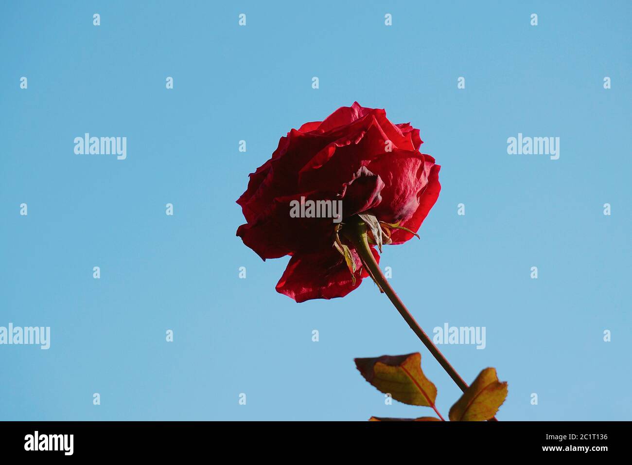 red rose flower plant Stock Photo - Alamy