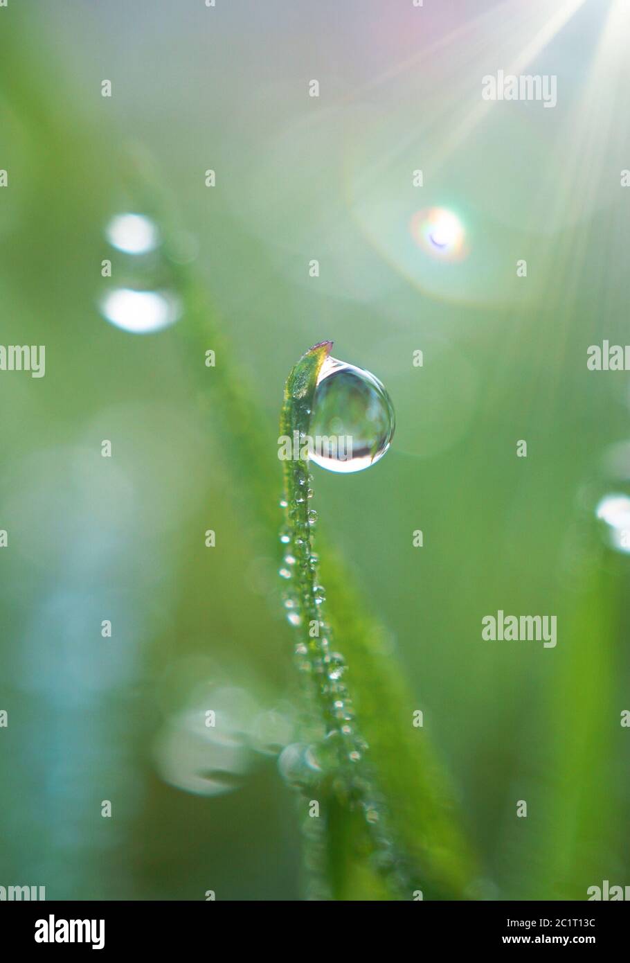 Gree grass hi-res stock photography and images - Alamy