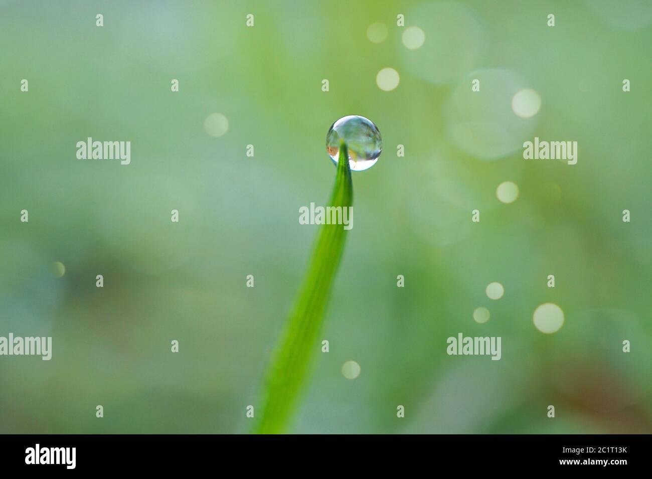 Gree texture hi-res stock photography and images - Alamy
