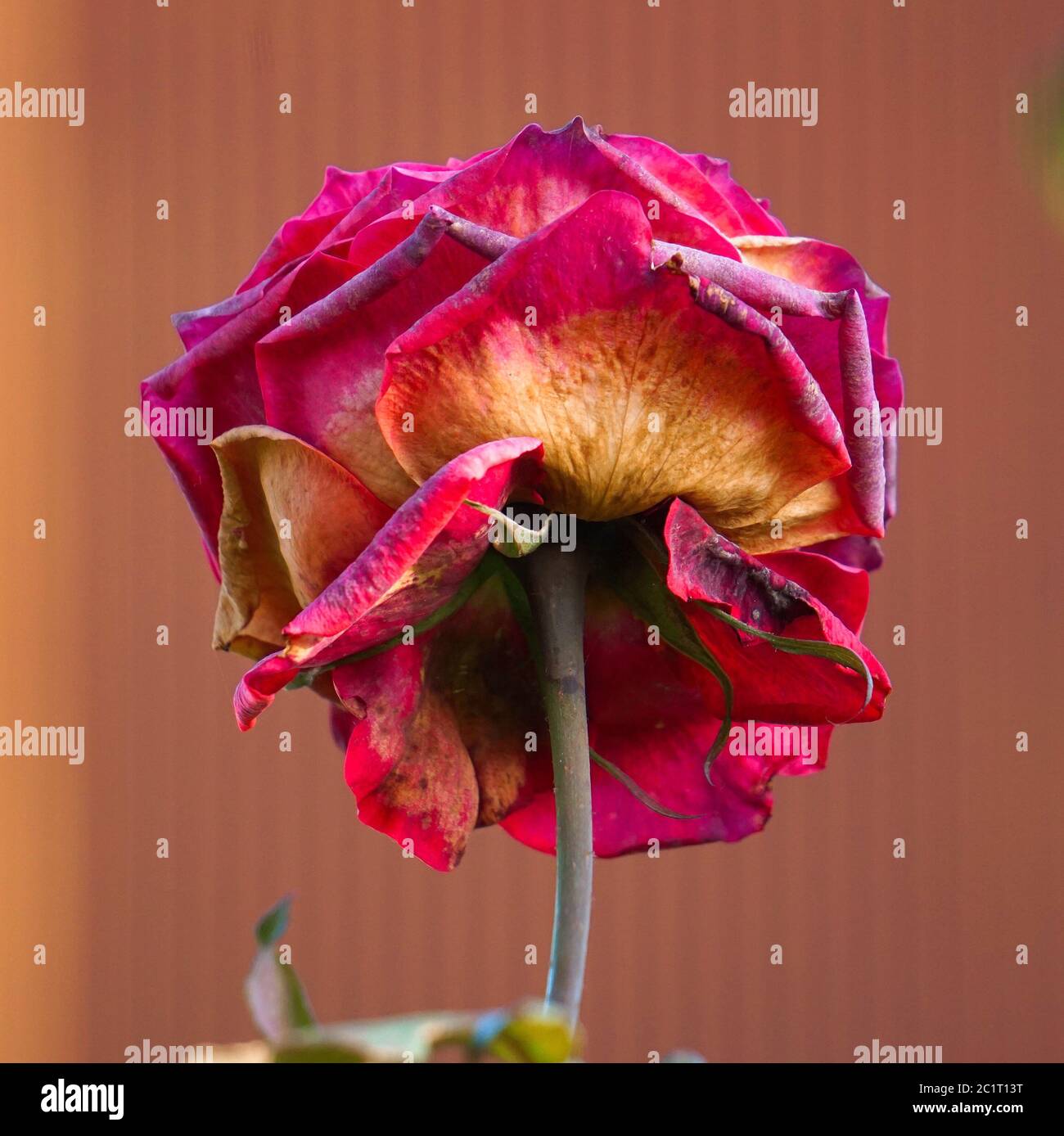 red rose flower plant Stock Photo - Alamy