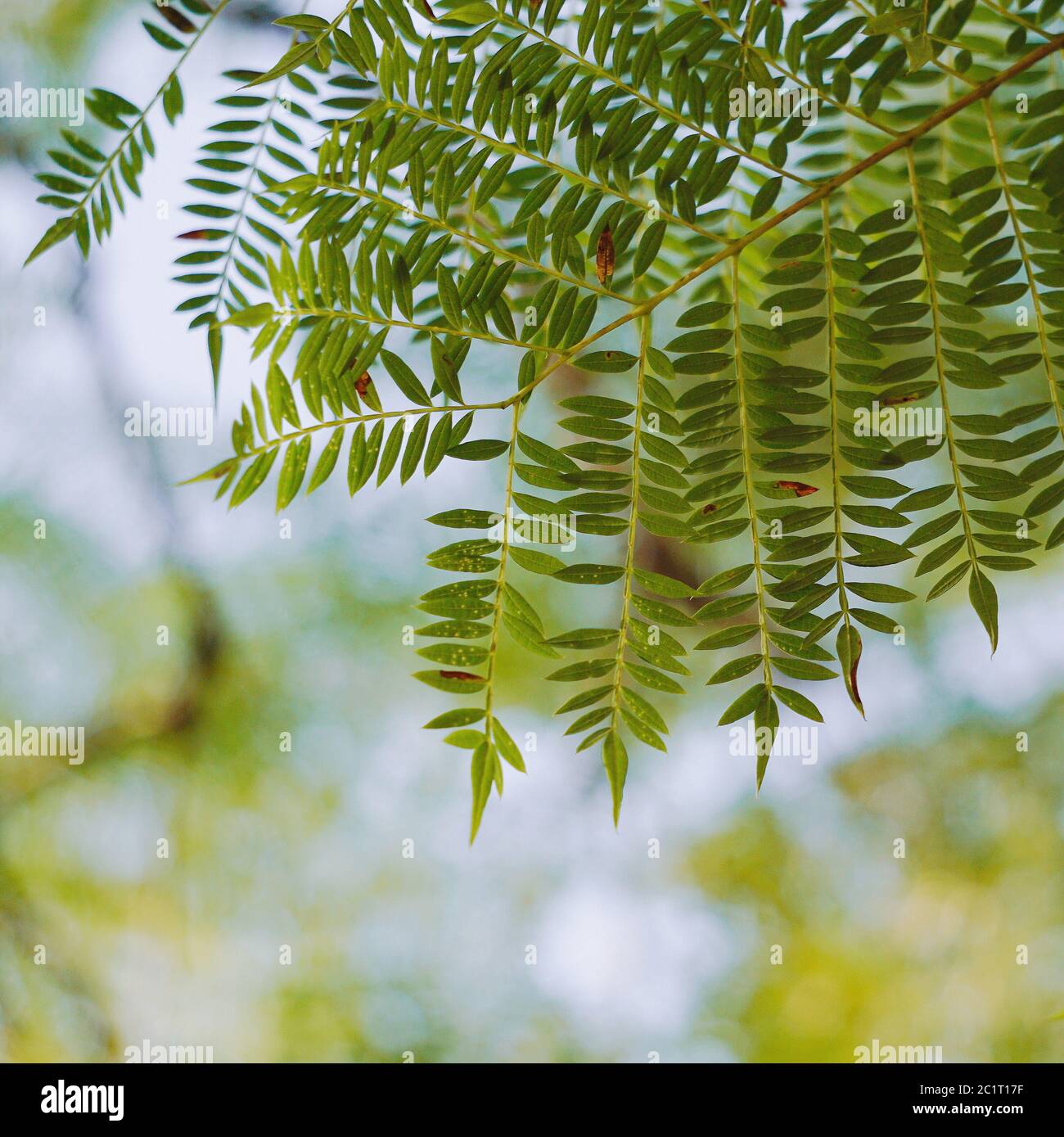 Green tree leaves hi-res stock photography and images - Alamy