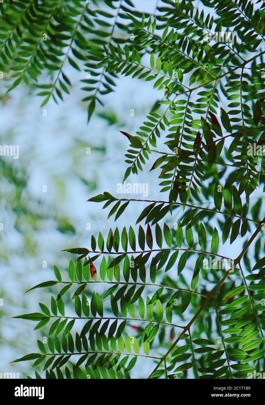 green tree leaves Stock Photo - Alamy