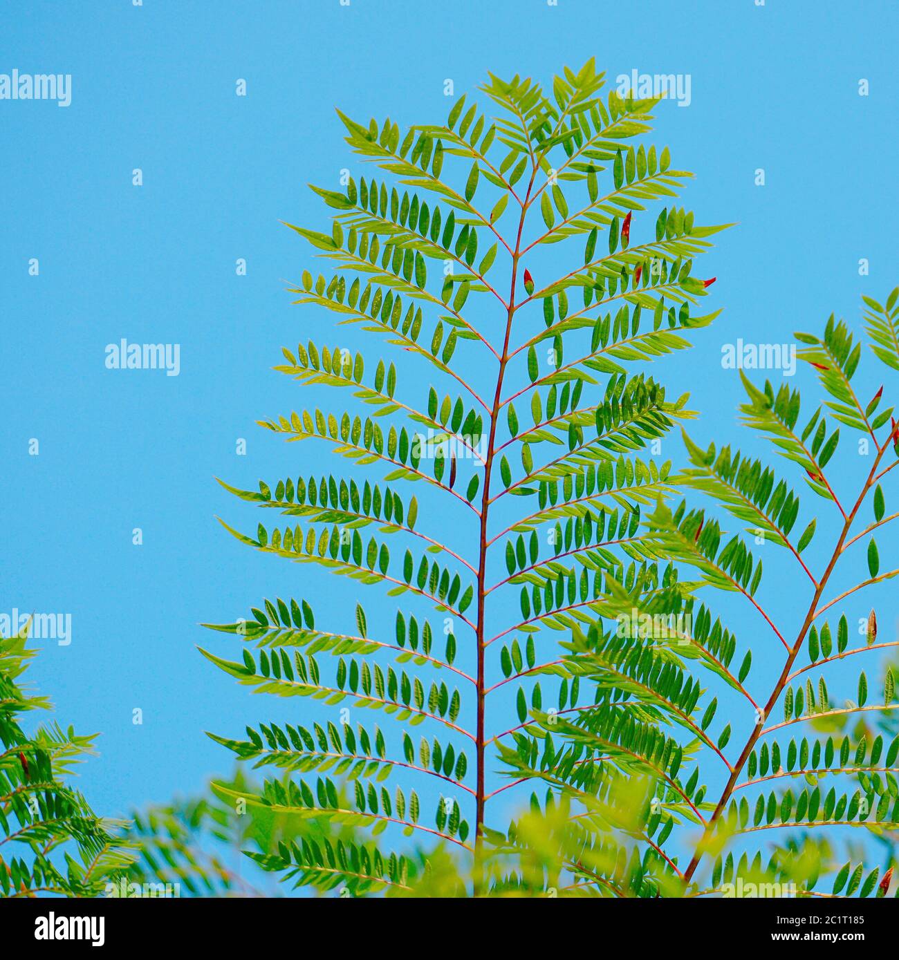 Tree leaves branches hi-res stock photography and images - Alamy