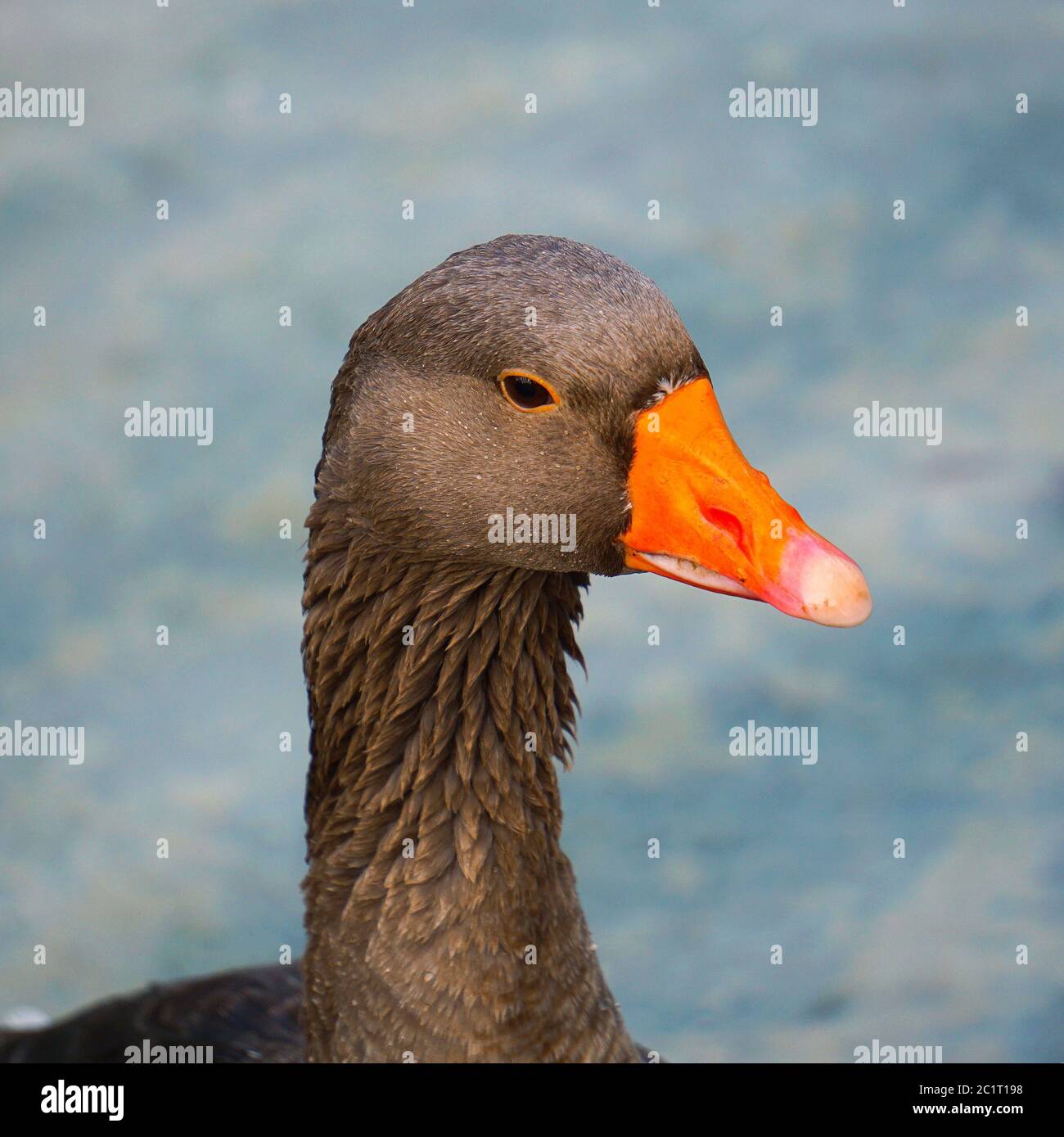 Duck and goose hi-res stock photography and images - Alamy