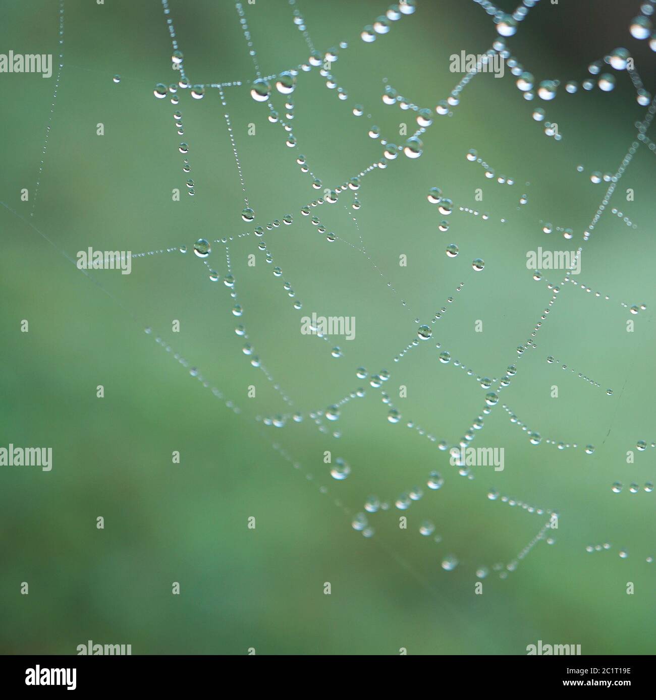 Raindrop spider hi-res stock photography and images - Alamy