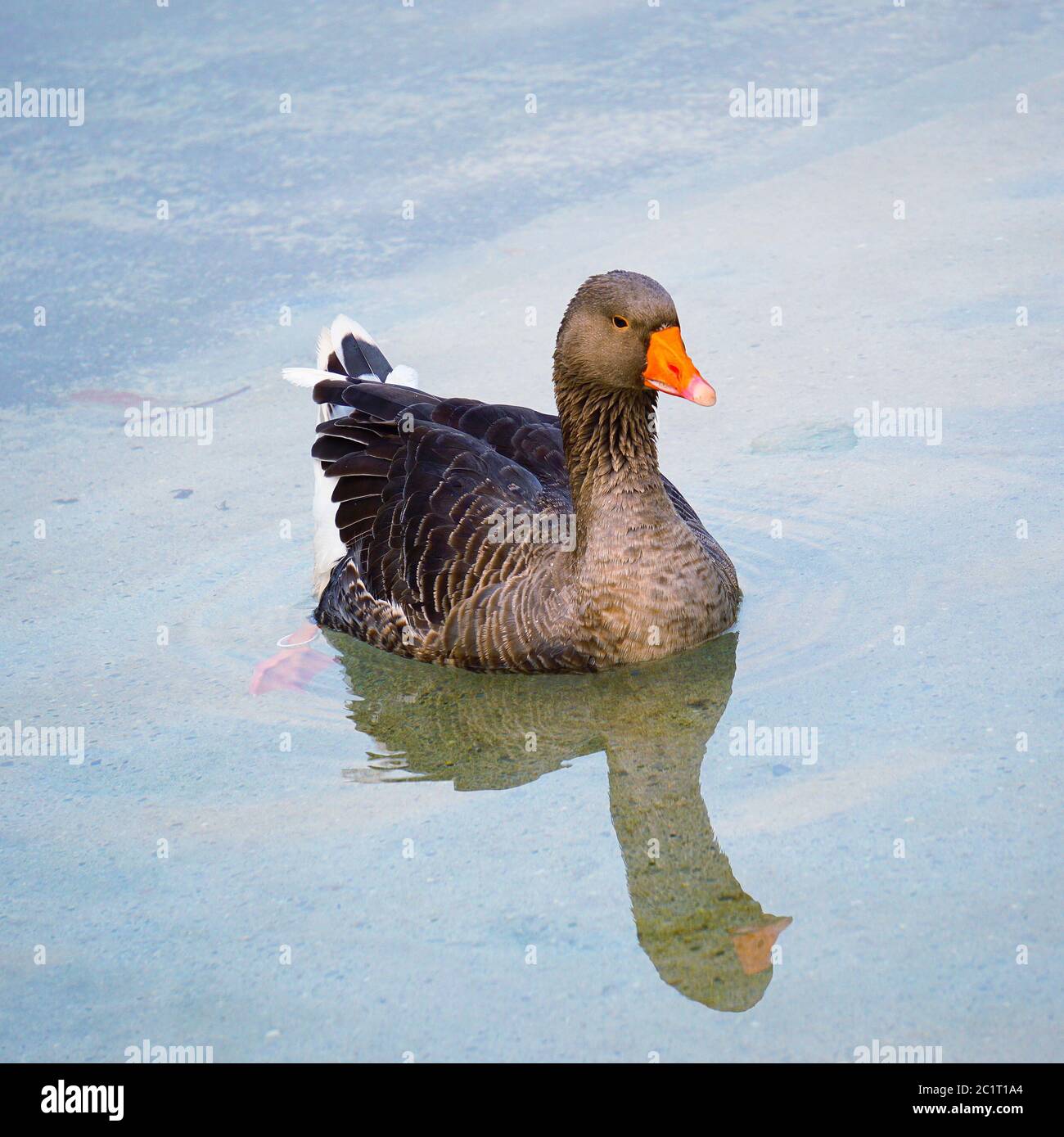 goose duck in the lake Stock Photo - Alamy