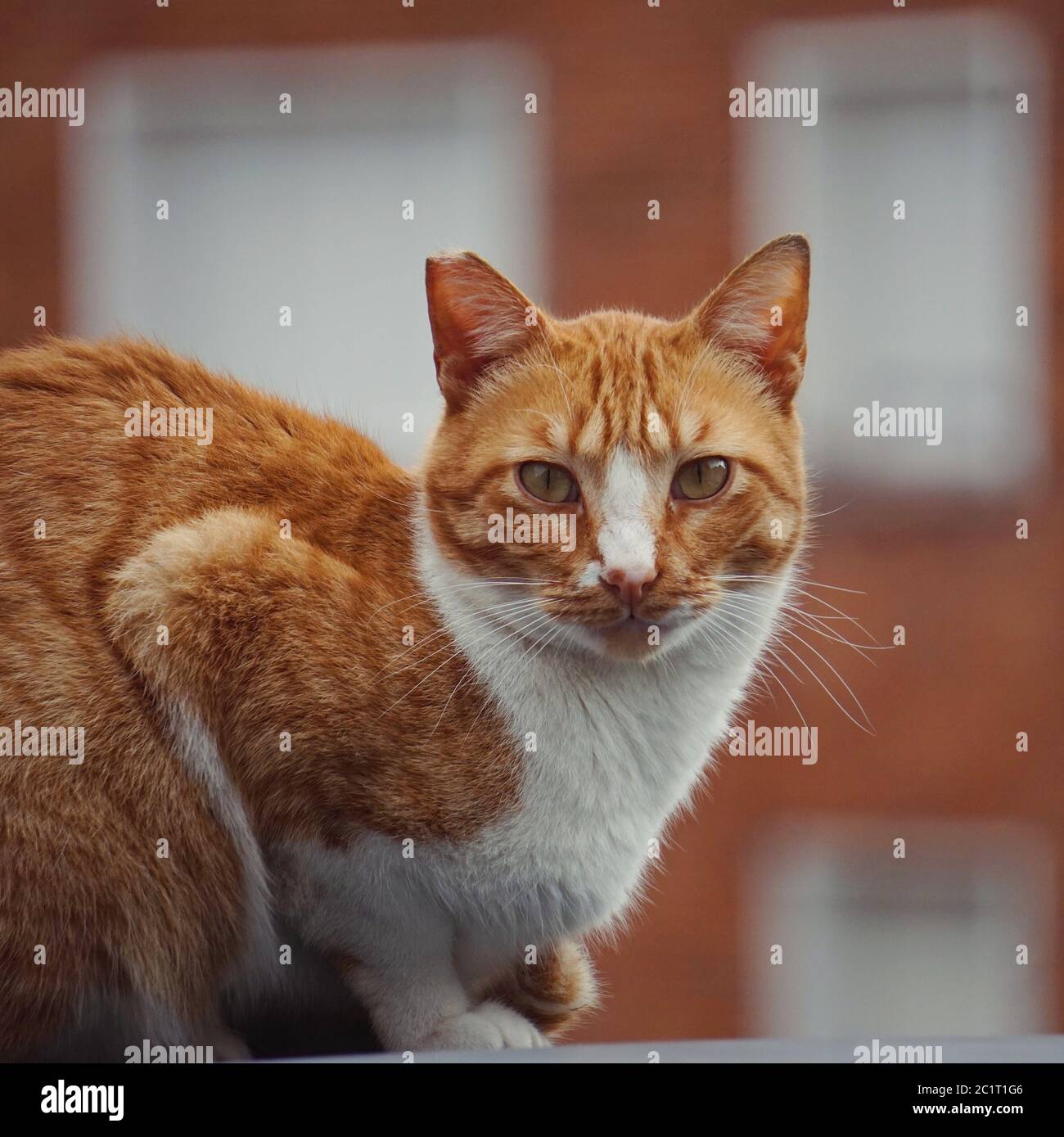 Brown feline hi-res stock photography and images - Alamy