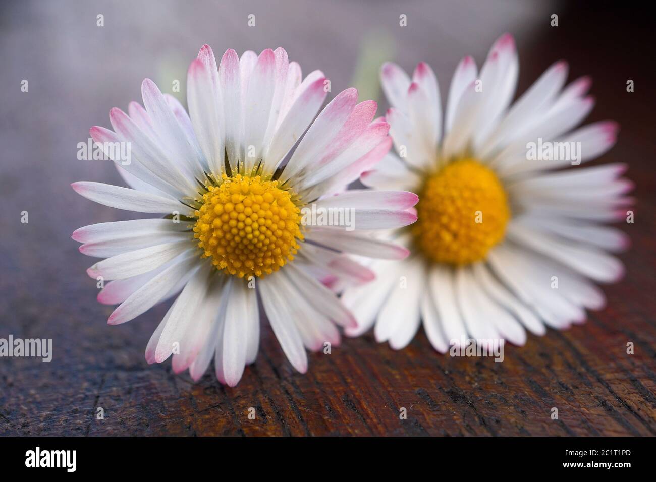daisy flower in the garden Stock Photo - Alamy