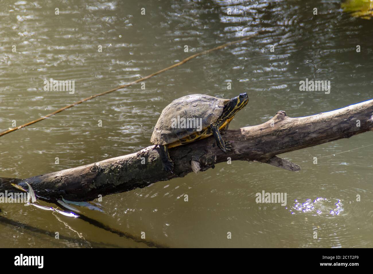 Turtle tree hi-res stock photography and images - Alamy