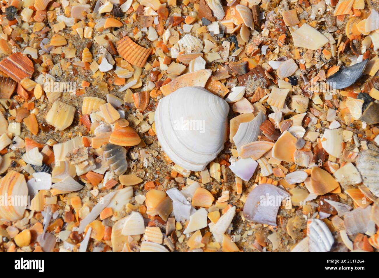 Shell stones hi-res stock photography and images - Alamy